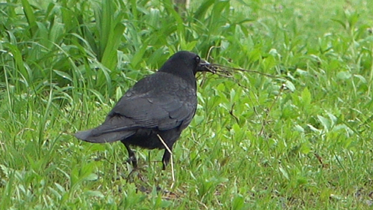 Mike HP – Birds in nature, landscape and others.